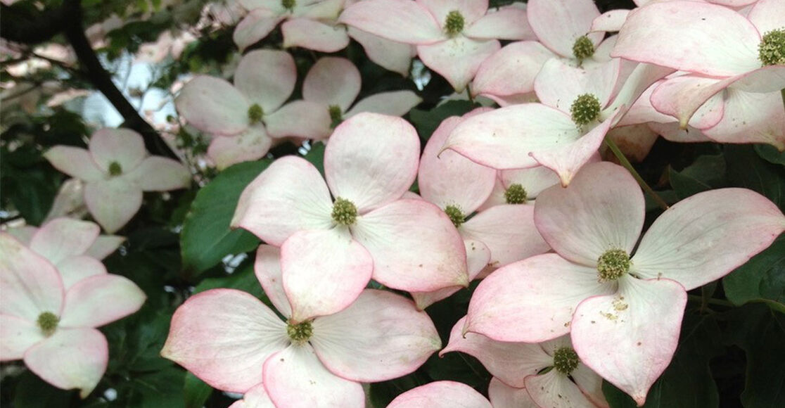 8 Summer flowering trees and shrubs | Troy-Bilt CA