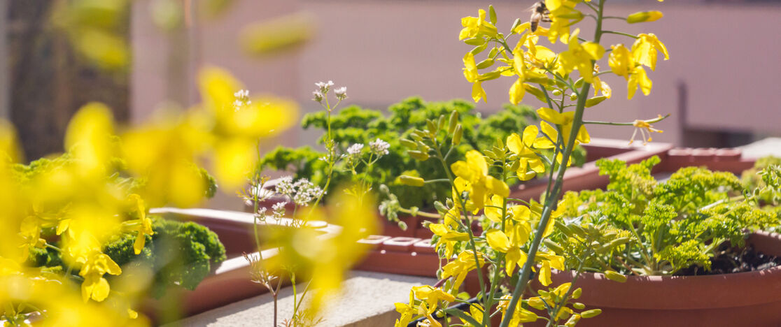 Creating a Pollinator Container Garden. | Troy-Bilt CA