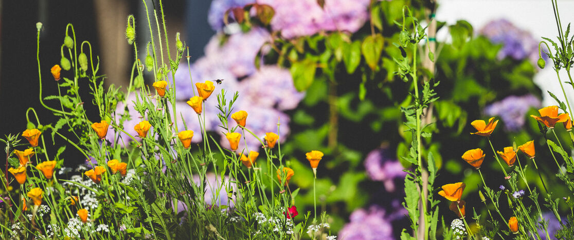 How Climate Change Affects Pollinators | Troy-Bilt CA