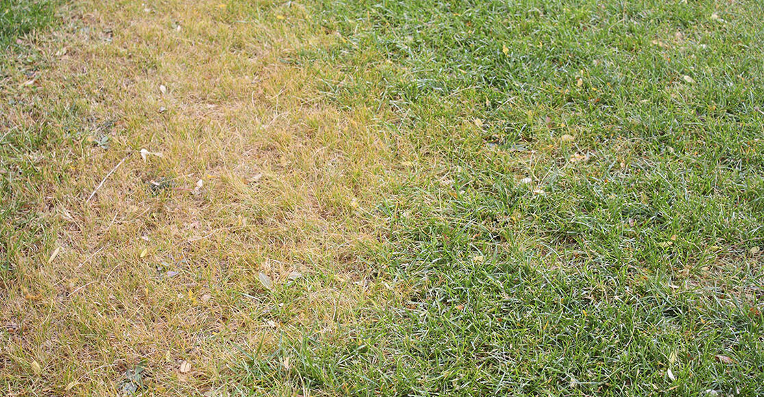 Spot and Treat Lawn Diseases: Lawn Tips | Troy-Bilt | Troy-Bilt CA