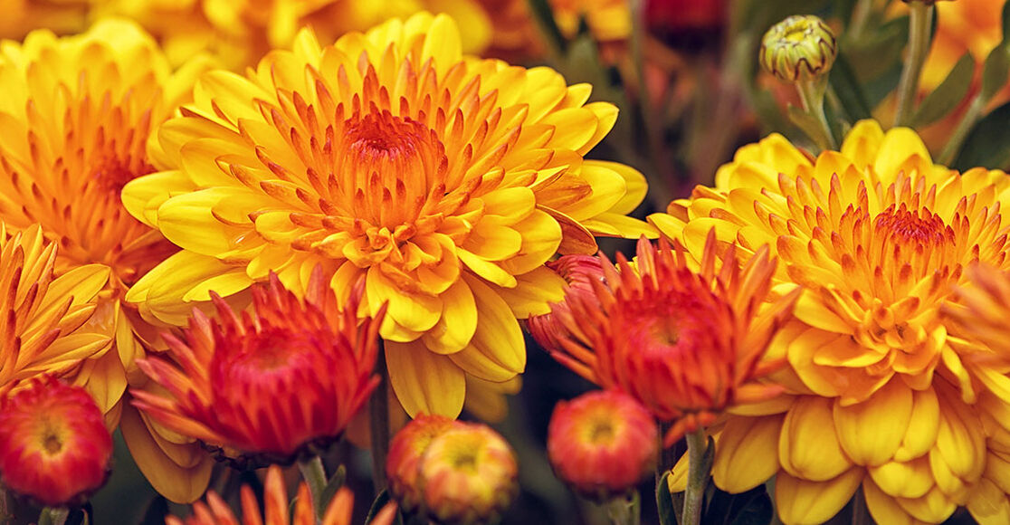 How to Split Mums | Troy-Bilt | Troy-Bilt CA