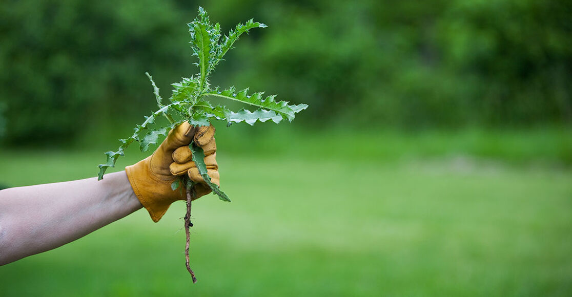 Reasons Why Weeds Keep Growing in Your Yard | Troy-Bilt CA